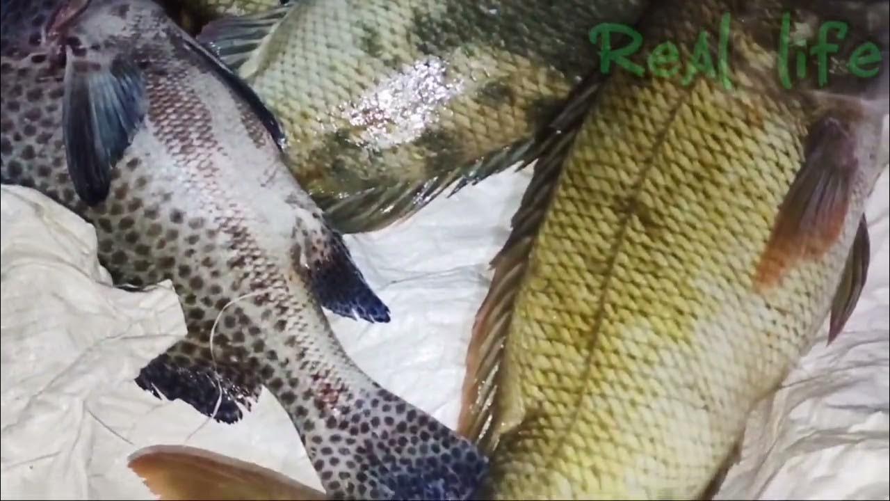 Ang ganda ng spot na ito, malalaking isda ang nahuli namin sa lambat - YouTube