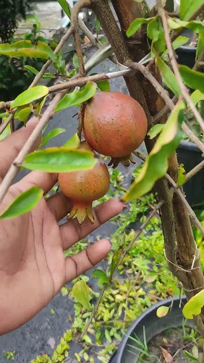 MC1আনারের চারায় ফলন এসেছে। #fruit #agricuture #ছাদবাগান #nature #agro #gardening #reels #আনার ...