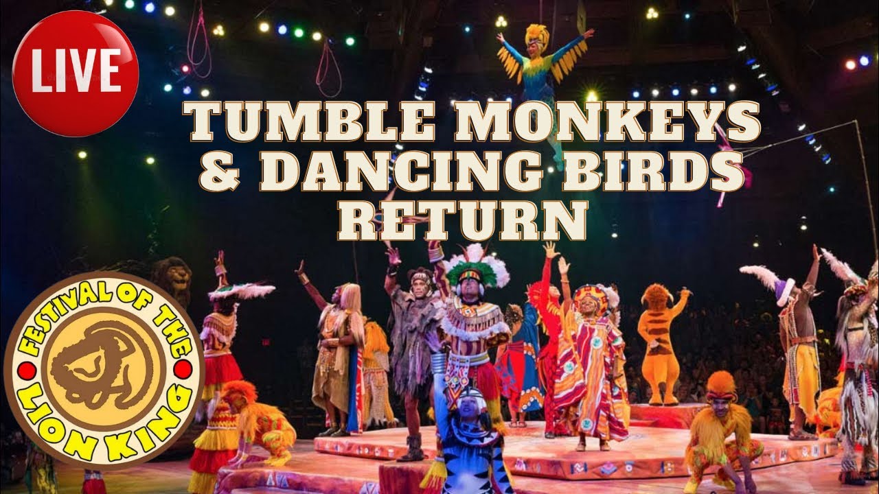 🔴LIVE: Festival of the Lion King Welcomes BACK Tumble Monkeys & Dancing ...