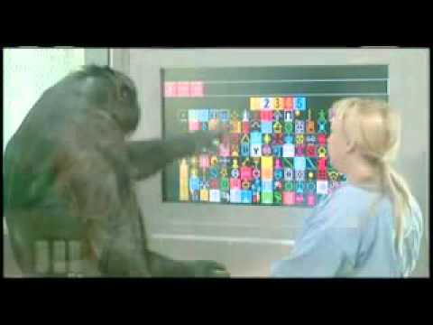 Kanzi with lexigram online video cutter com - YouTube