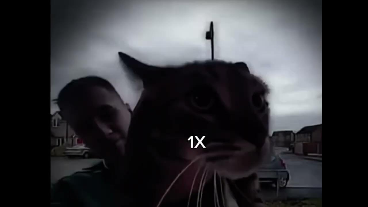 CAT PHONK 10X VS 5X VS 2X VS 1X YouTube cat-phonk-10x-vs-5x-vs-2x-vs-1x-youtube