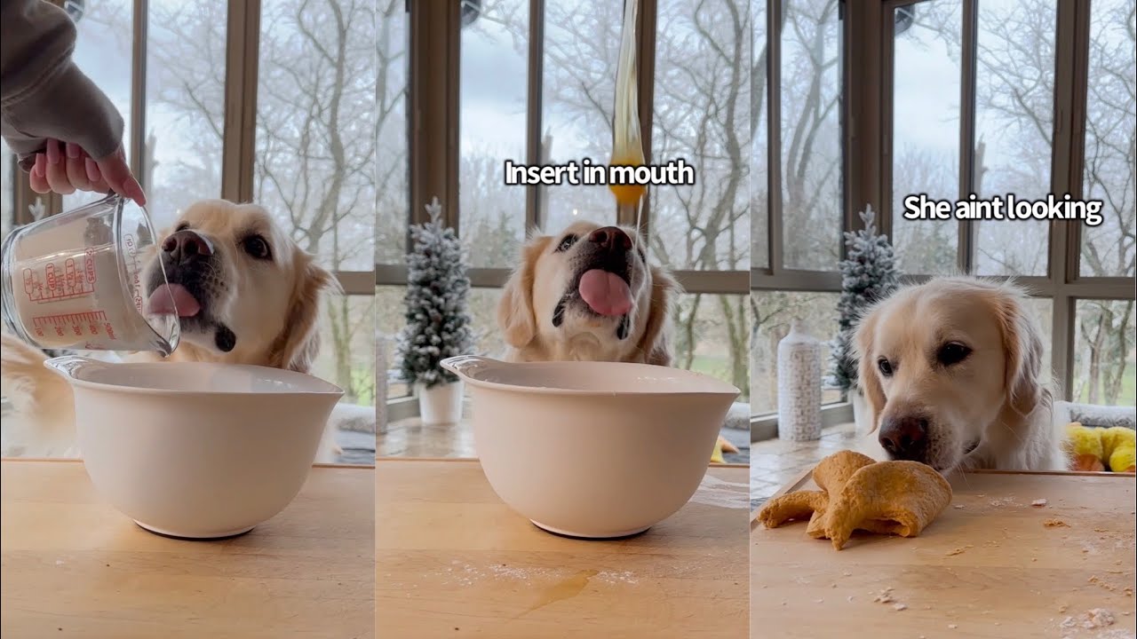 Making Biscuits With My Golden Retriever - YouTube