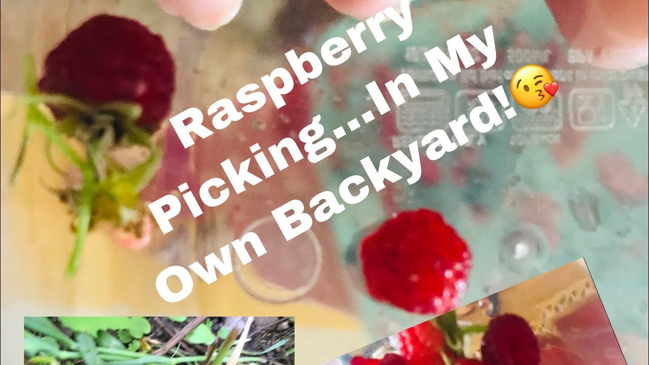 Raspberry Picking! I have Raspberries plants in My Own Backyard! - YouTube
