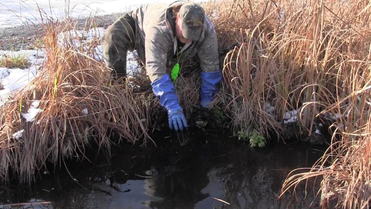 portable pockets for mink and rats - YouTube