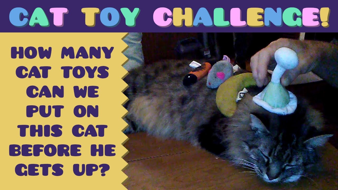 Cat Toy Challenge - How Many Toys Can We Put On This Cat Before He Gets ...