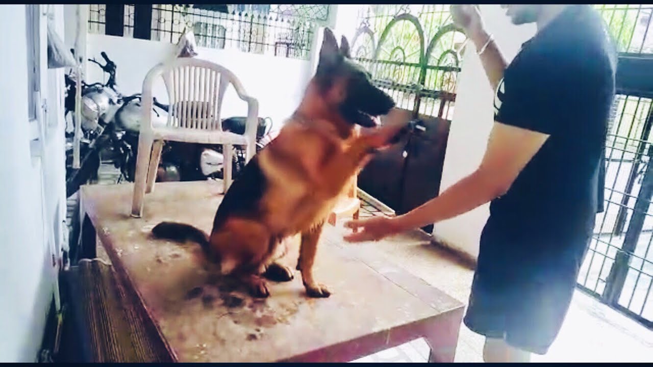 Dog Training (sit,Stay Command And Routine Posing - YouTube