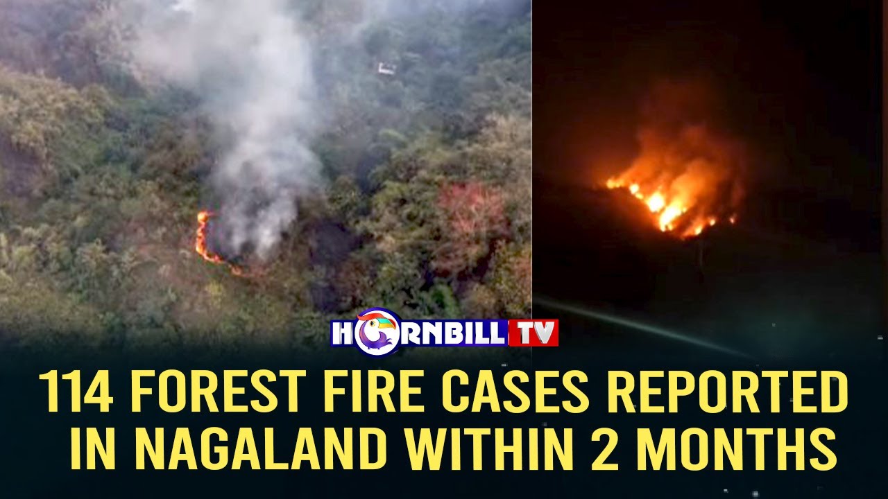 114 FOREST FIRE CASES REPORTED IN NAGALAND WITHIN 2 MONTHS - YouTube