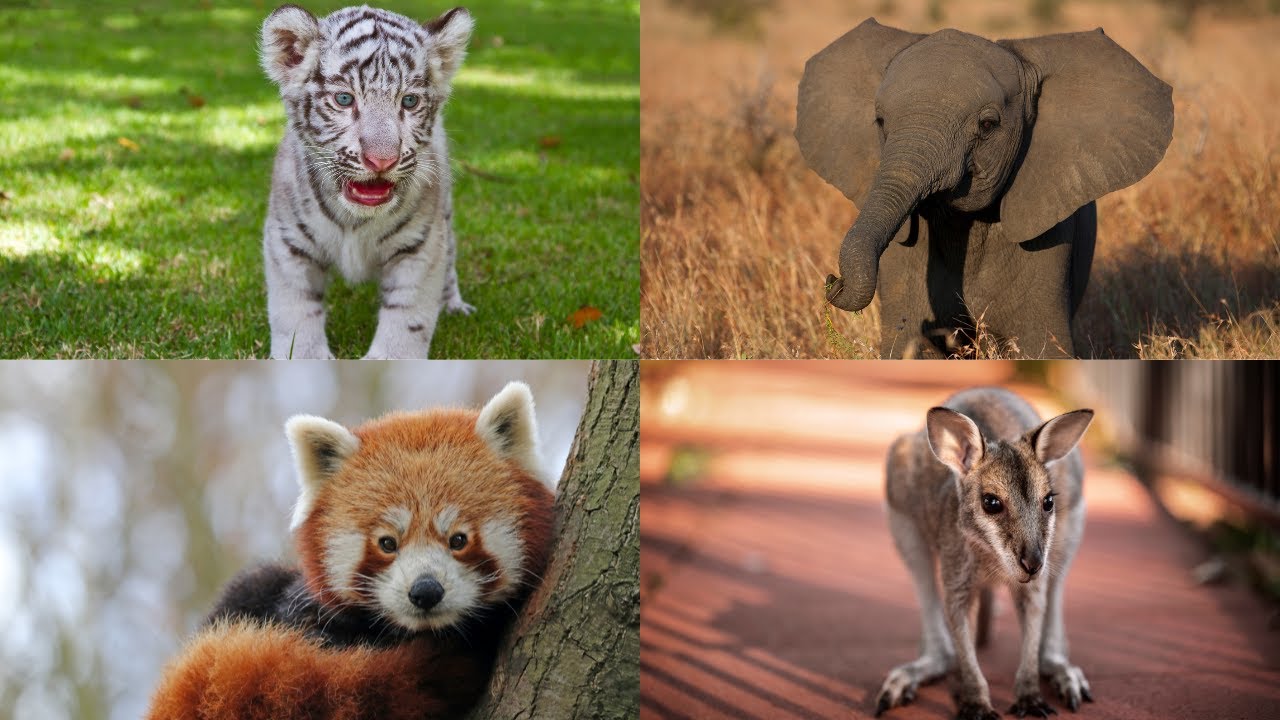 Baby Animals | Wild Baby Animals | Baby Animals for Kids | Wild Baby ...