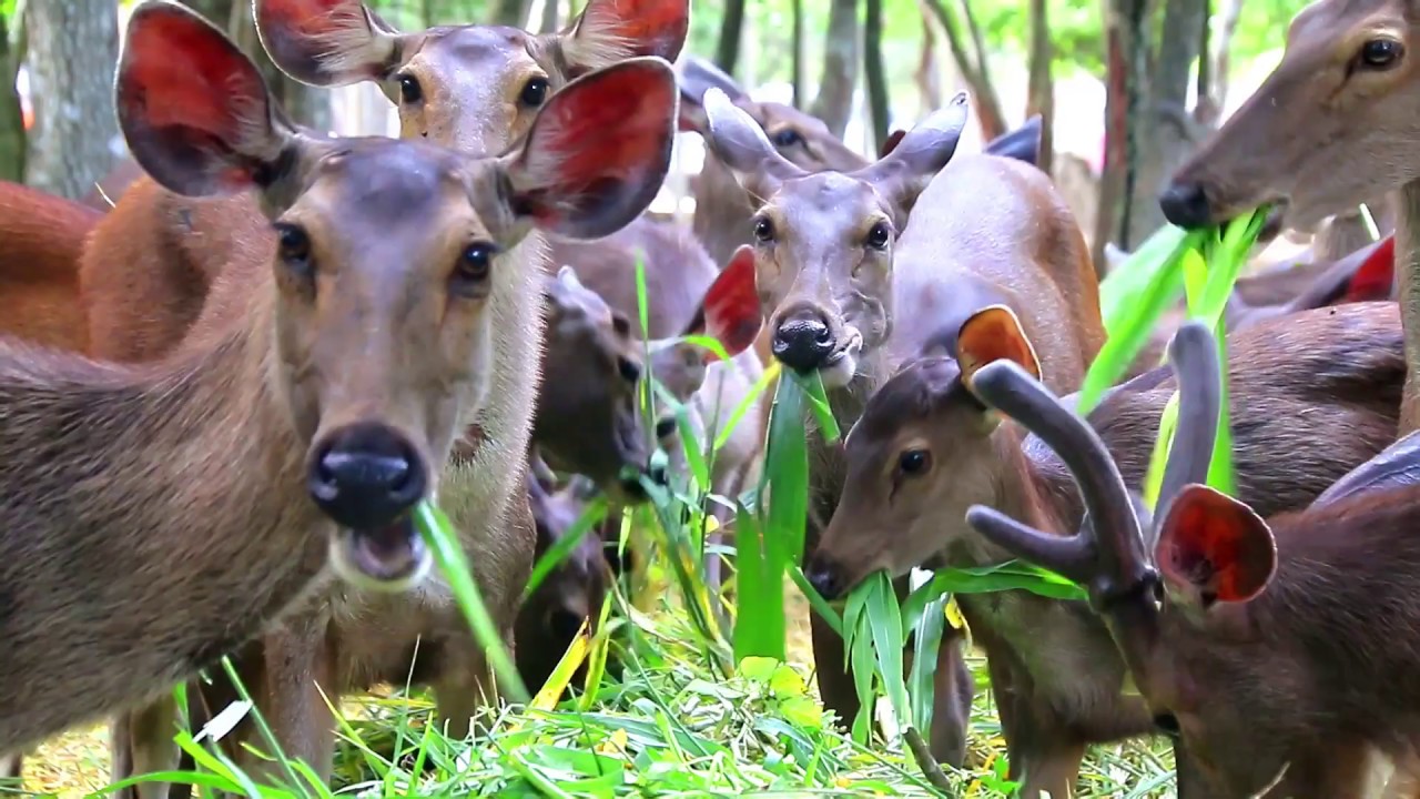 Enjoy with Sambar deer eat grass look delicious| Kingdom monkey| NAT ...