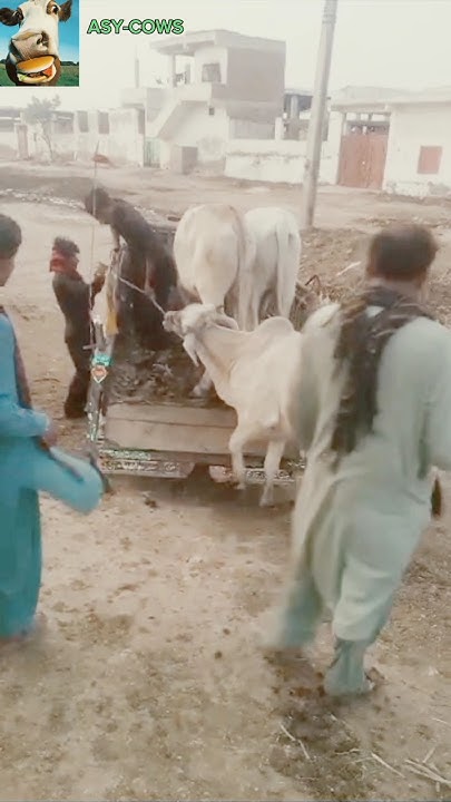 Agressive Qurbani Cow Unloading Problem but hogaya #viral #short #youtube #trend #popular - YouTube
