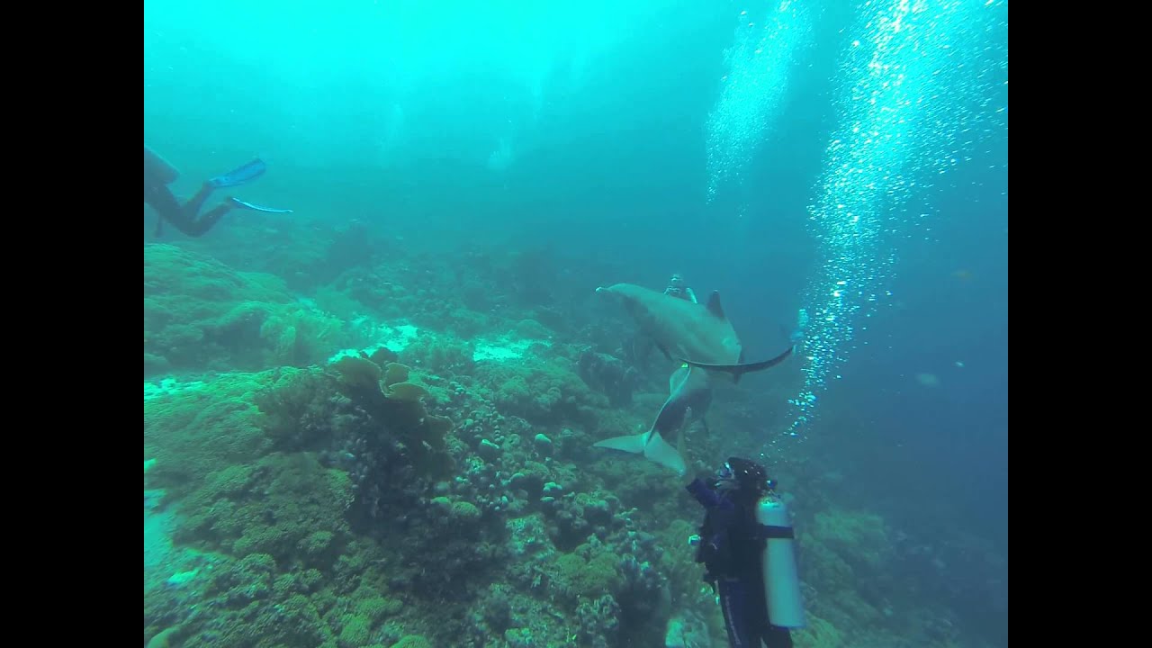 Dolphin Dive at the Sea Aquarium Reed - by Christoph Haacke - YouTube