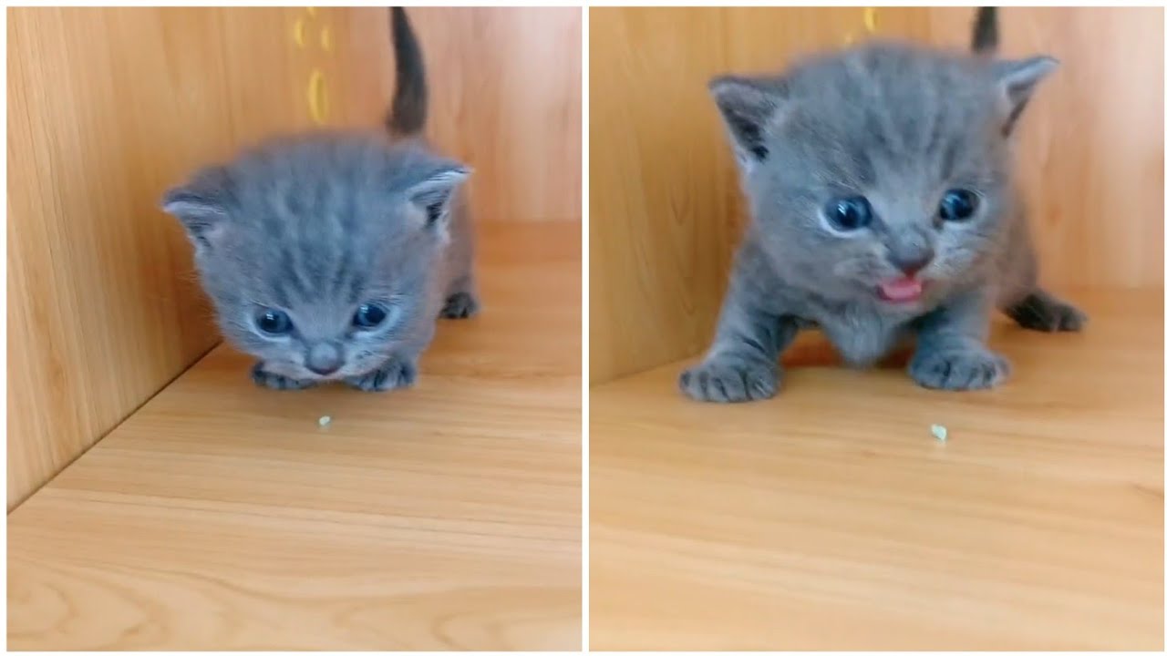 Beautiful kitty so smart lovely - YouTube