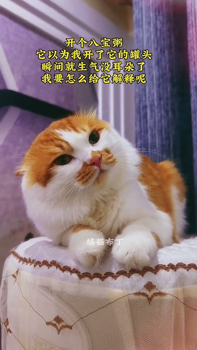 看来不解释一下，是哄不好它了。我太难了反骨猫 斤的猫斤的反骨 猫咪的不服全写在脸上 田园橘猫 Youtube
