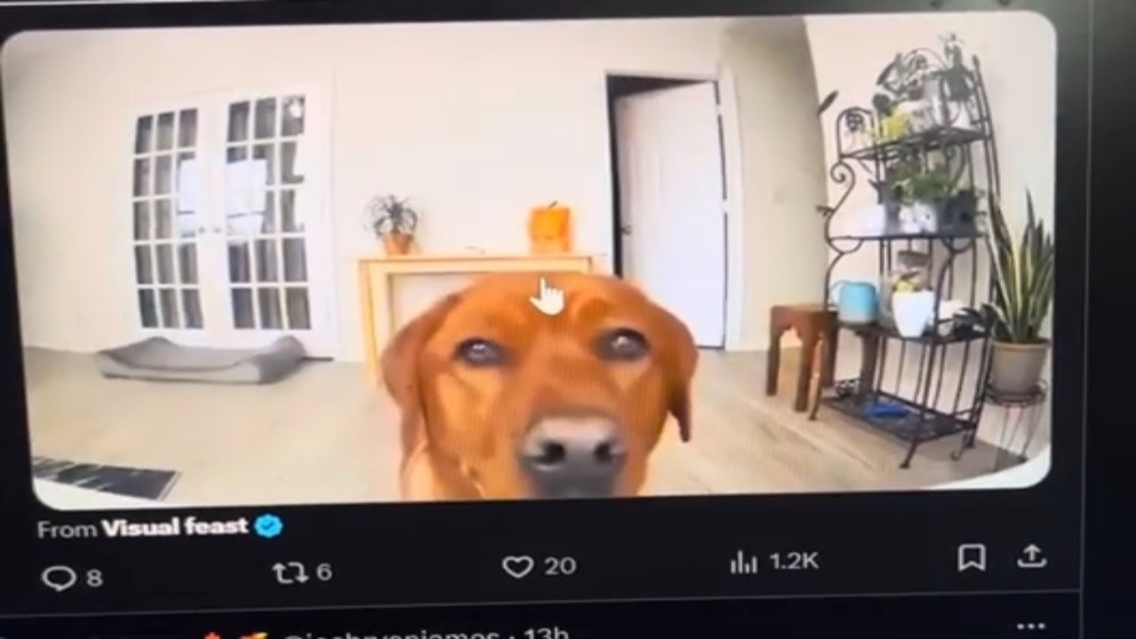 Dog moves camera to eat food on table 😂😂 #funnypets - YouTube