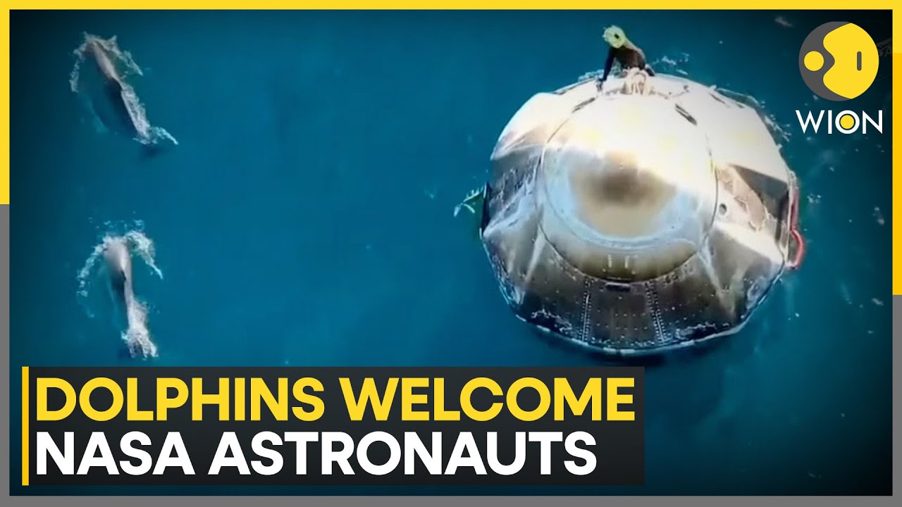 NASA Astronauts Receive Heartwarming Welcome From Pod Of Dolphins ...