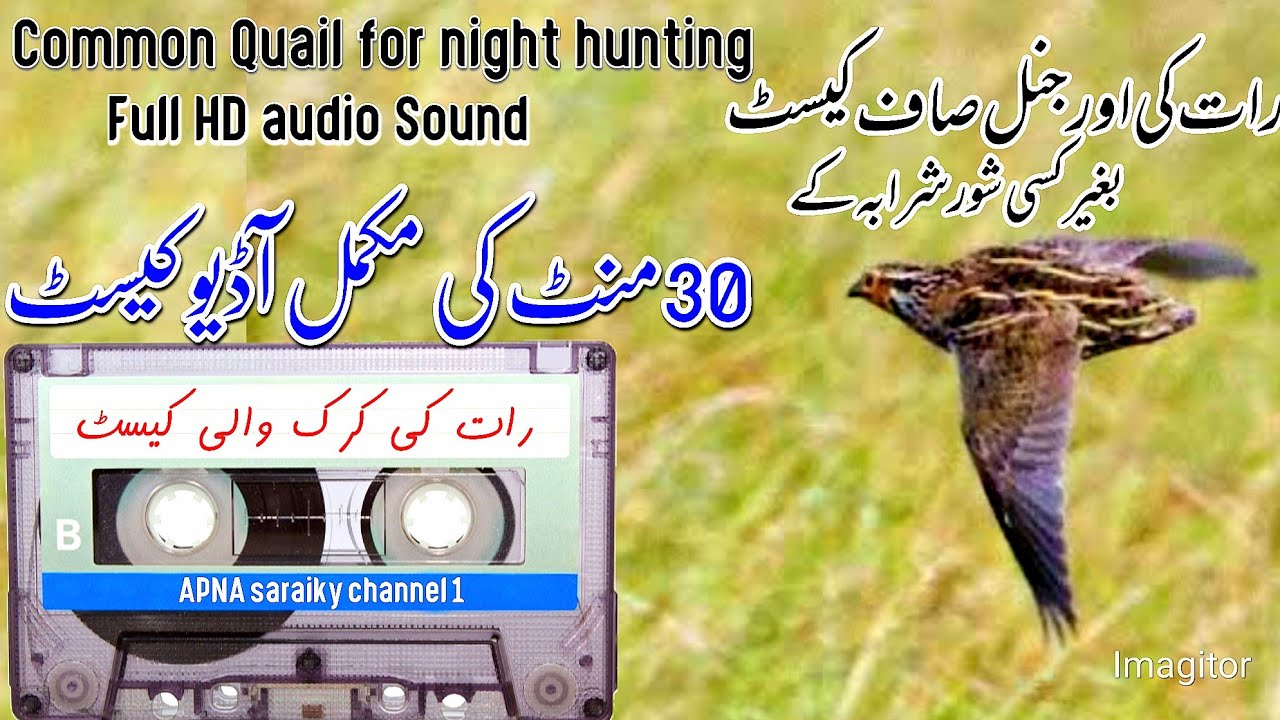 new Quail sound / Batair ki awaz raat ke liye: - YouTube