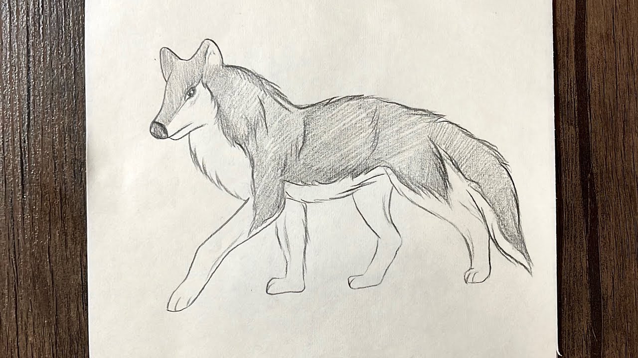 How to draw a wolf | step by step pencil drawing for beginners | easy ...
