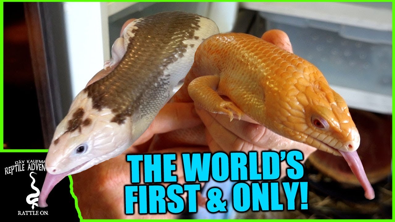 BLUE TONGUE SKINKS! THE RAREST MORPH IN THE WORLD! - YouTube