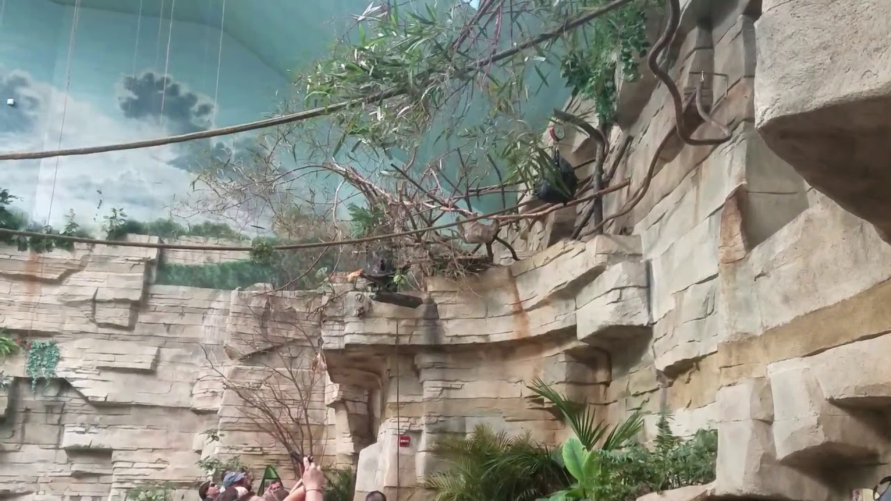 World's Fastest Sloth - YouTube