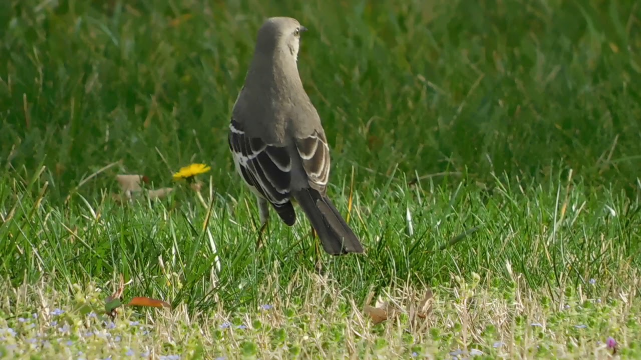 Bird Eating Grub in Oklahoma - YouTube