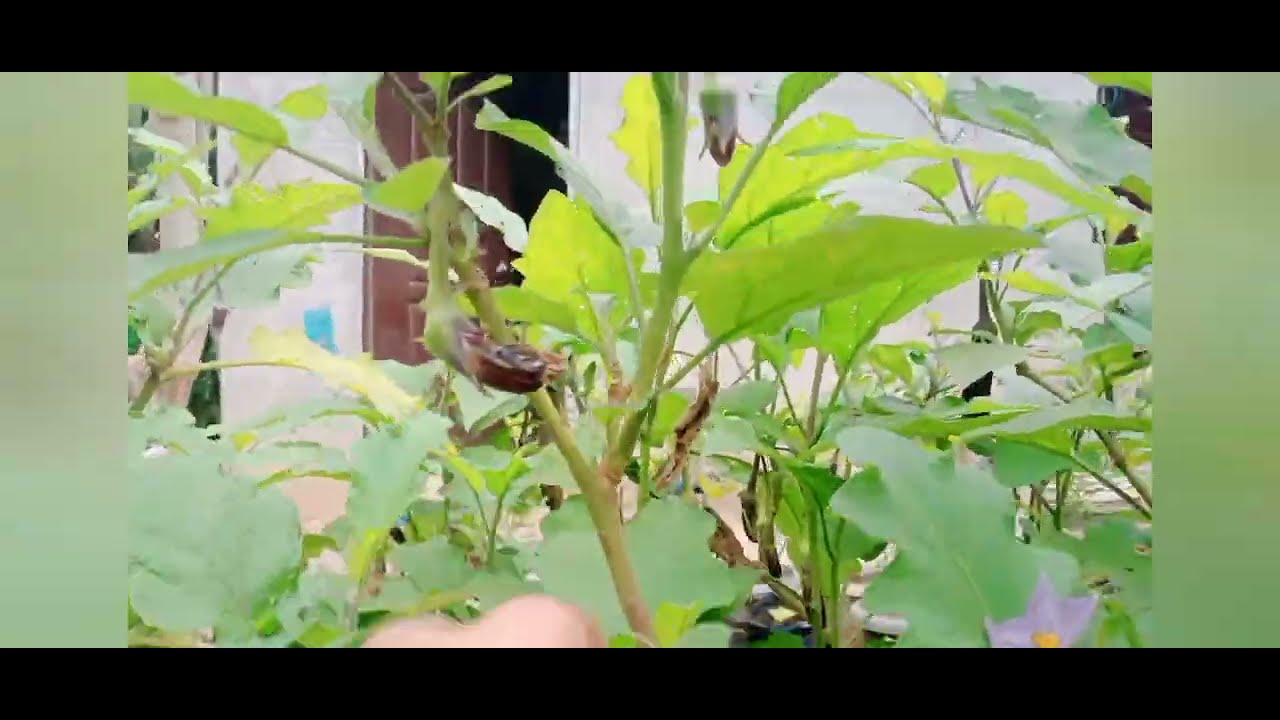Talong at Papaya Maraming Bunga 😘 - YouTube