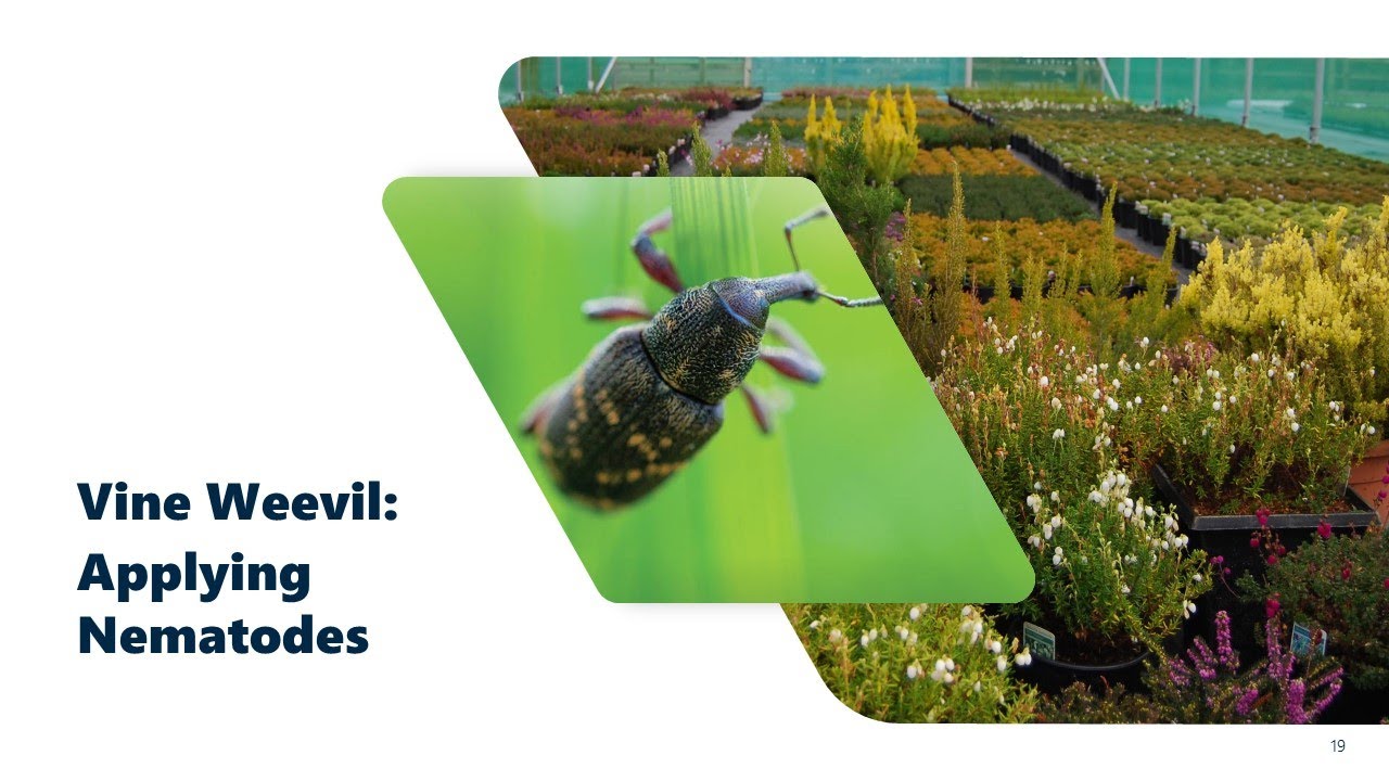 Vine Weevil: Applying Nematodes | ICL Professional Horticulture - YouTube