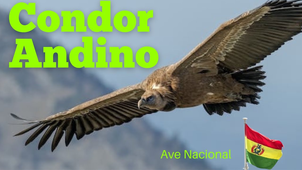 Ave Nacional de Bolivia 🇧🇴 Condor Andino - YouTube