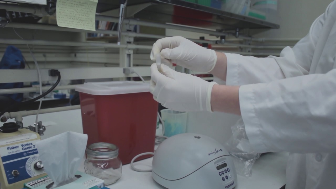 4.DNA extraction for DNA barcoding (Spanish) - YouTube