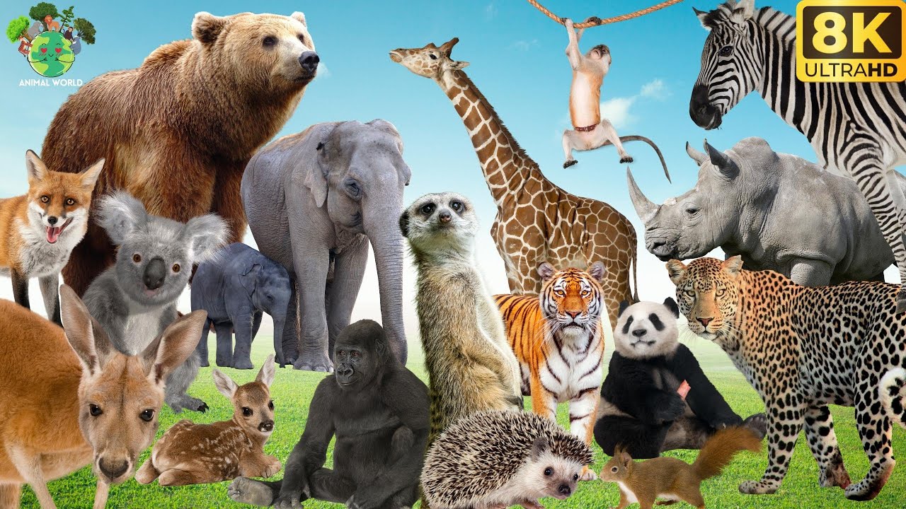 Wild Animals Of The World 8K ULTRA HD | 8K TV| With the calming music ...