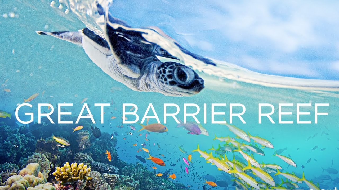 World's largest structure | Great Barrier Reef | #viral #facts #science ...