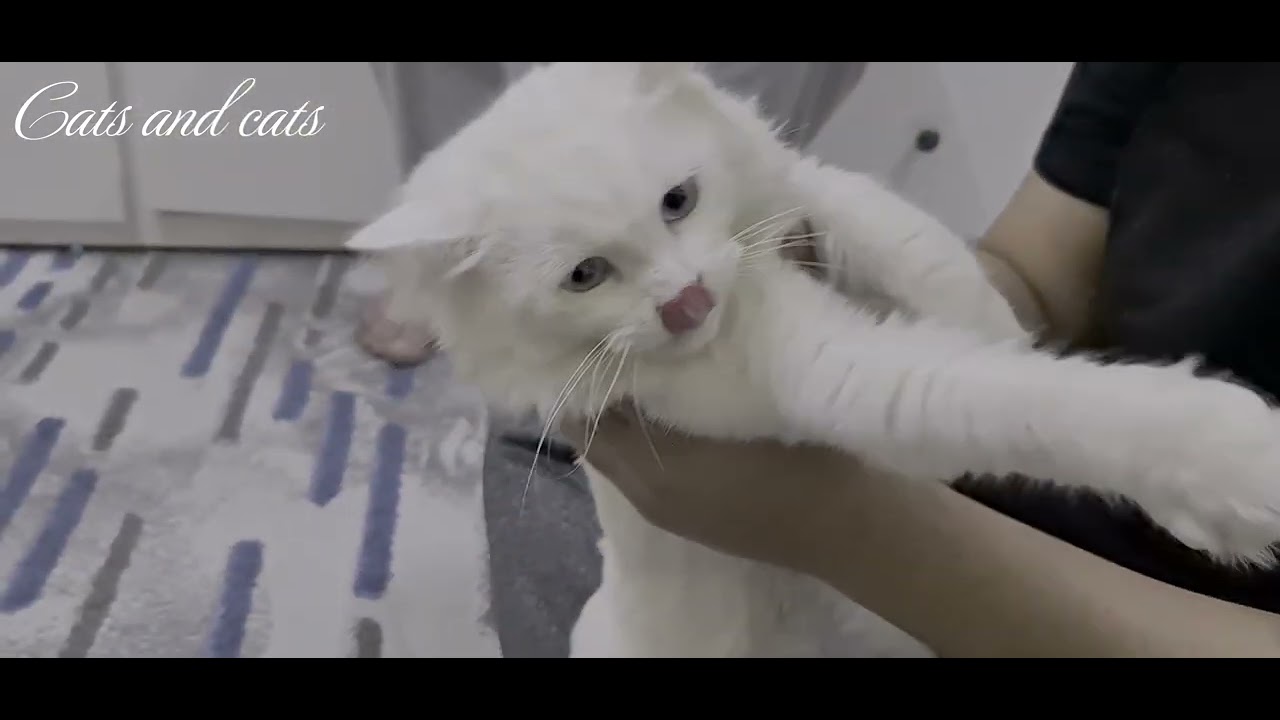 my cat's new house and reaction/still want to sit in lap/@catsandcats29 ...