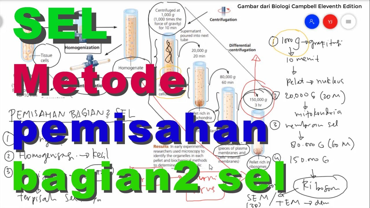 Metode Pemisahan Bagian Bagian Sel dengan Sentrifugasi - YouTube