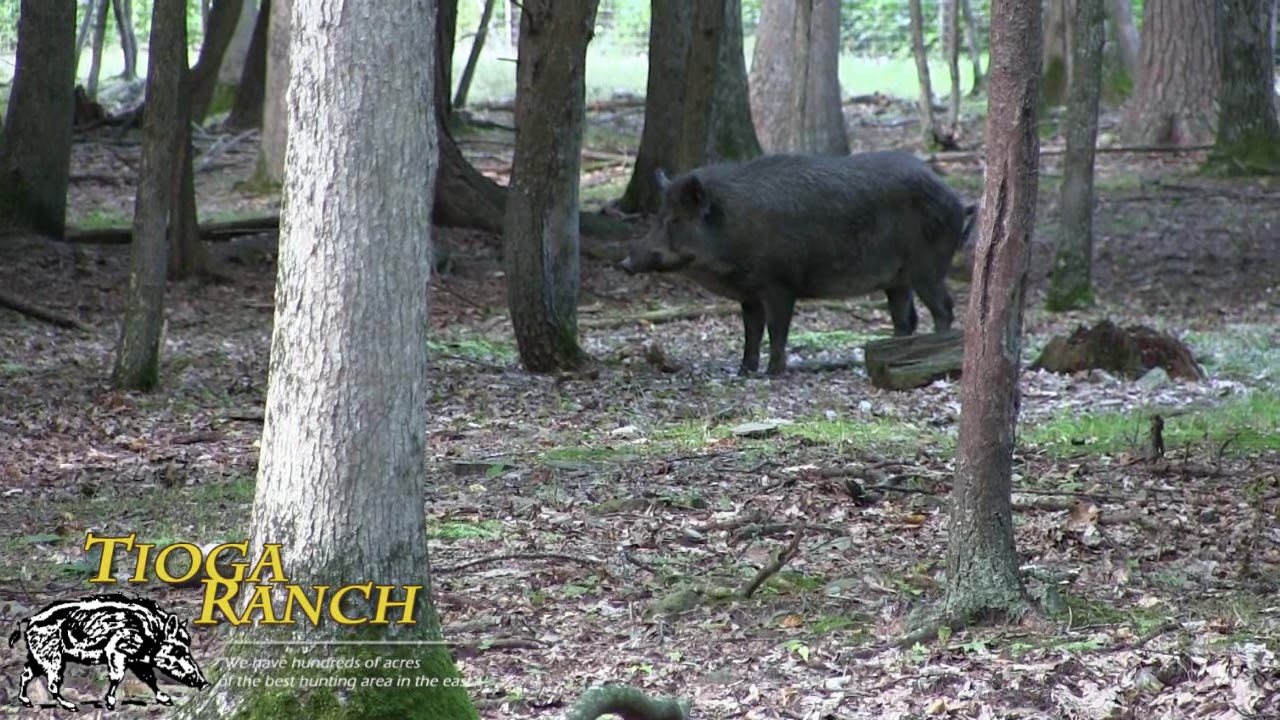 Bow Hunting - Trophy Russian Boar Hunting in PA | Tioga Ranch - YouTube