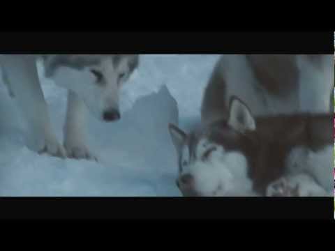 Call of the Wild Trailer