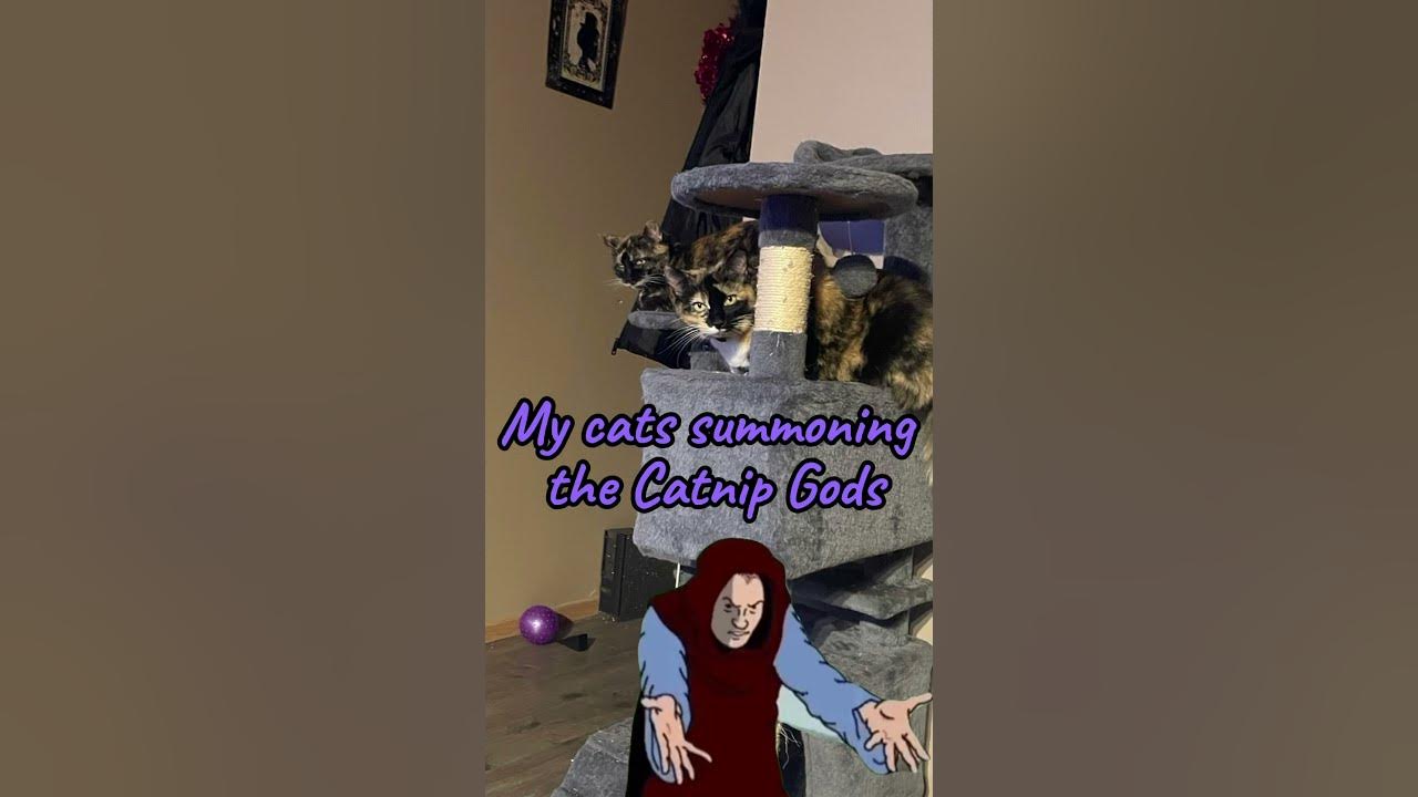 They sit on this to look outside or when they want catnip #tortie #cat #Meme #MemeCut - YouTube