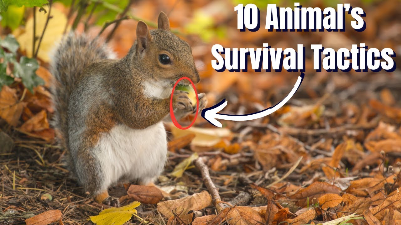 10 Animals’ Survival Tactics|JunglePals Tv #animals #wildlife #facts ...