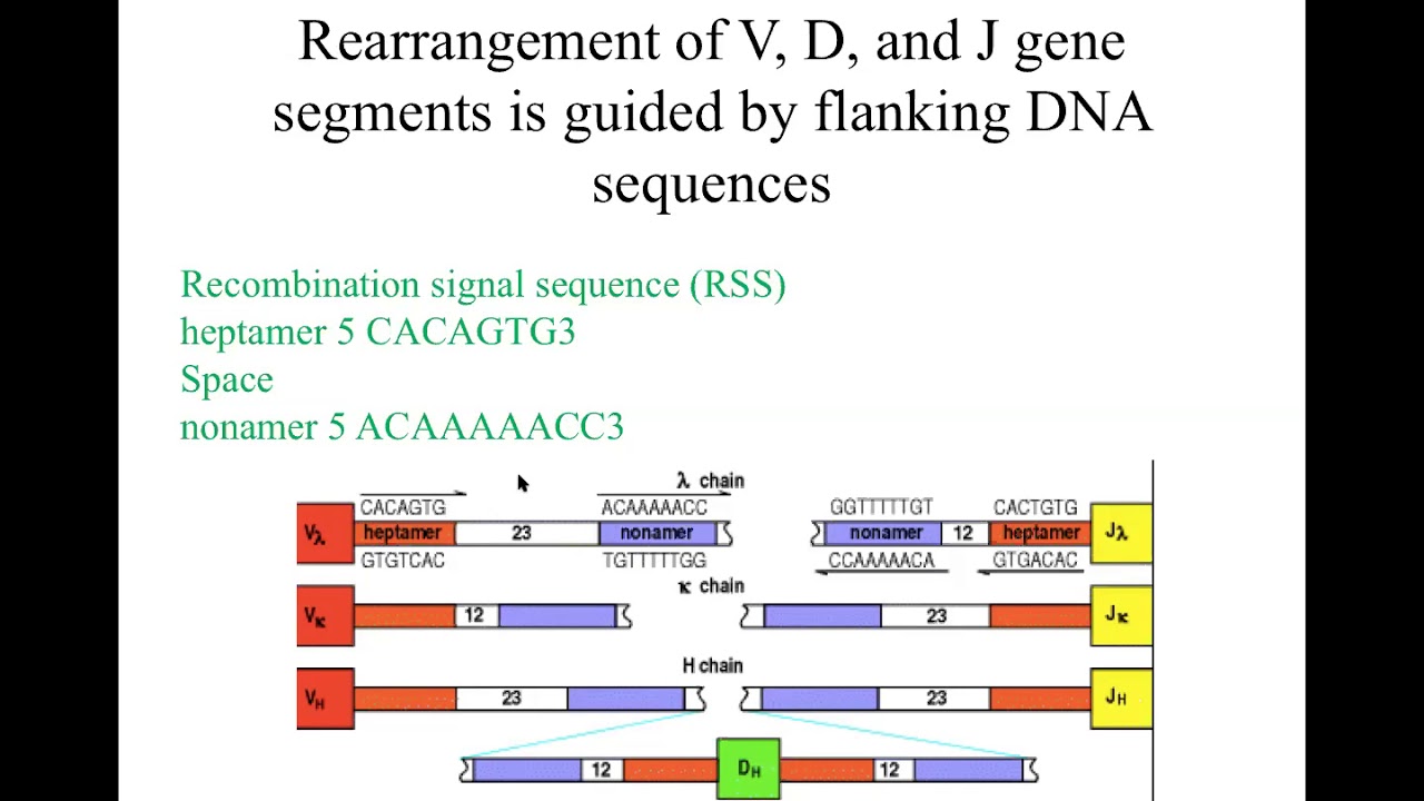Immunogenetics part 1a - YouTube