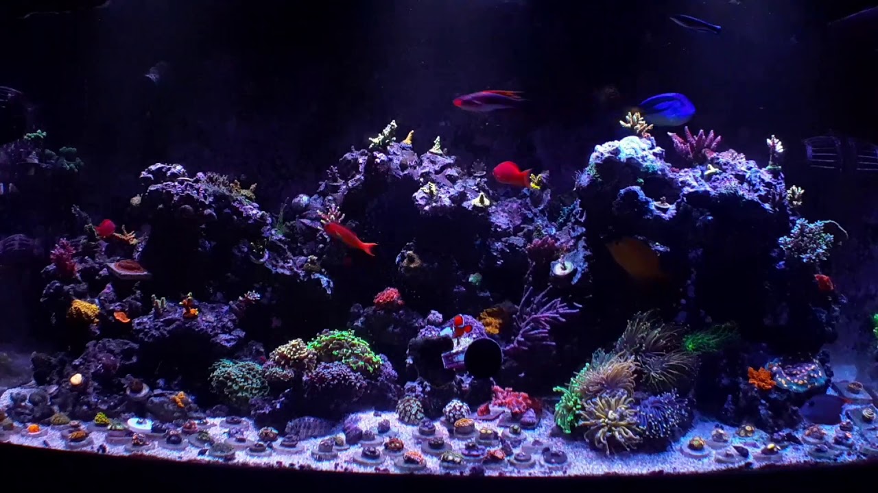 Red Sea Max S500 - September 2019 - YouTube