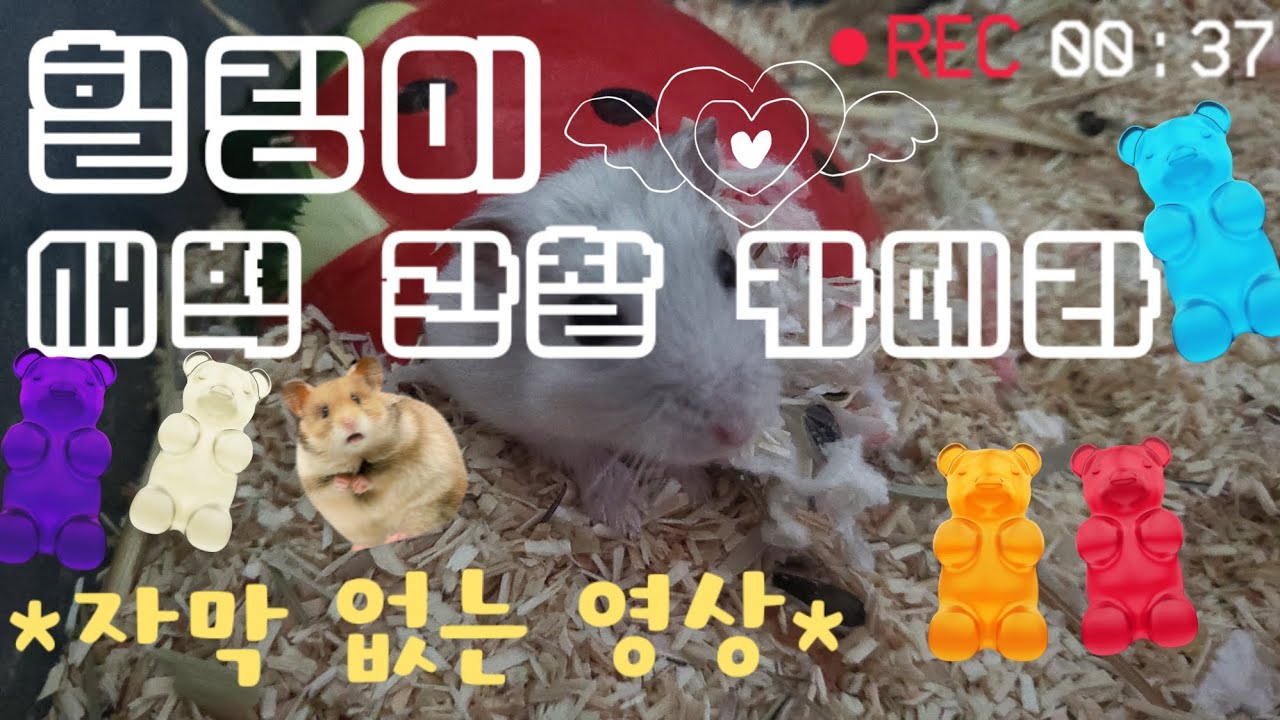 힐링이 새벽 관찰 카메라 자막 없음 주의 햄스터 가로영상 재미없지만 봐죠 Youtube