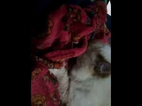 Ramsès II tête son plaid avant de dormir !