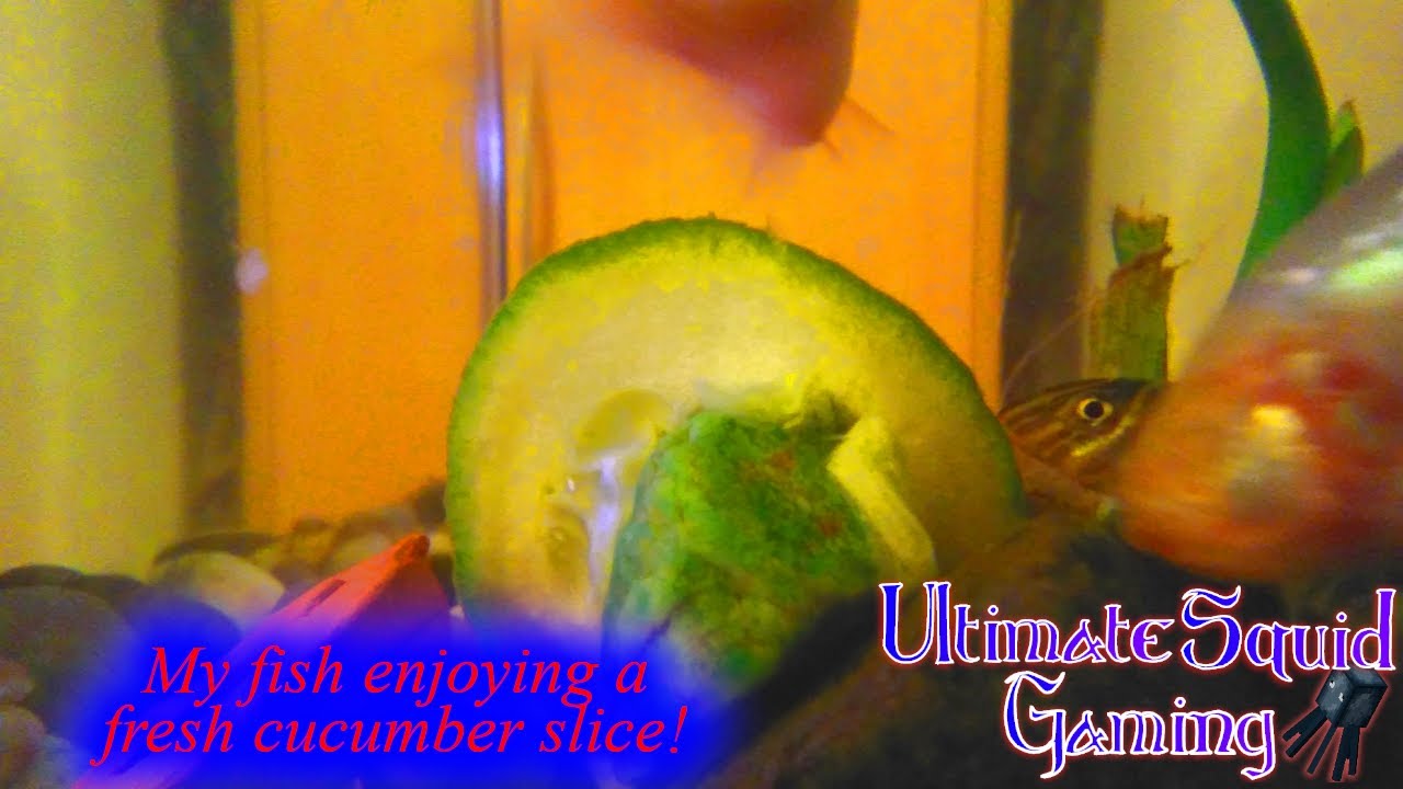 My fish enjoying a fresh cucumber slice! 🥒 - YouTube