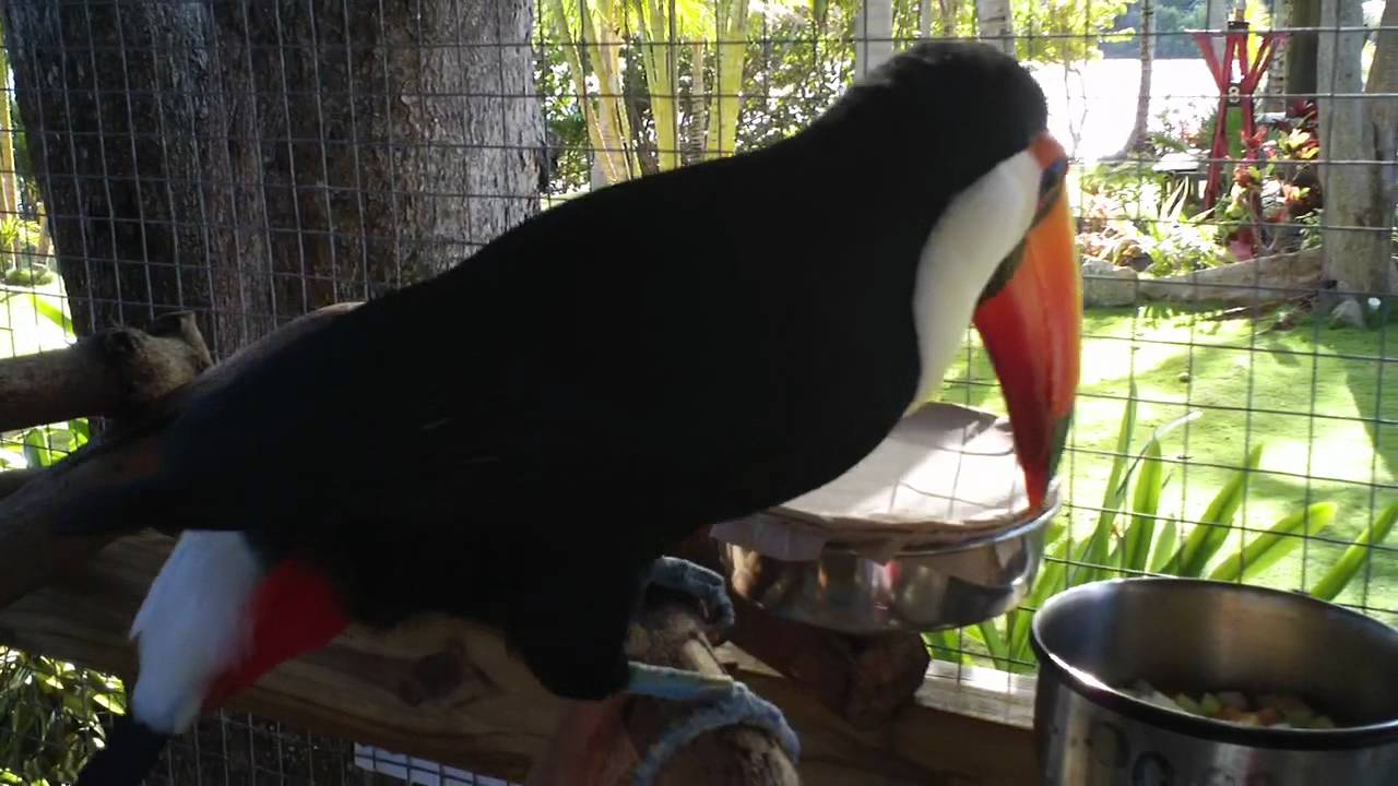 Toco Toucan Attacks Video Camera - YouTube