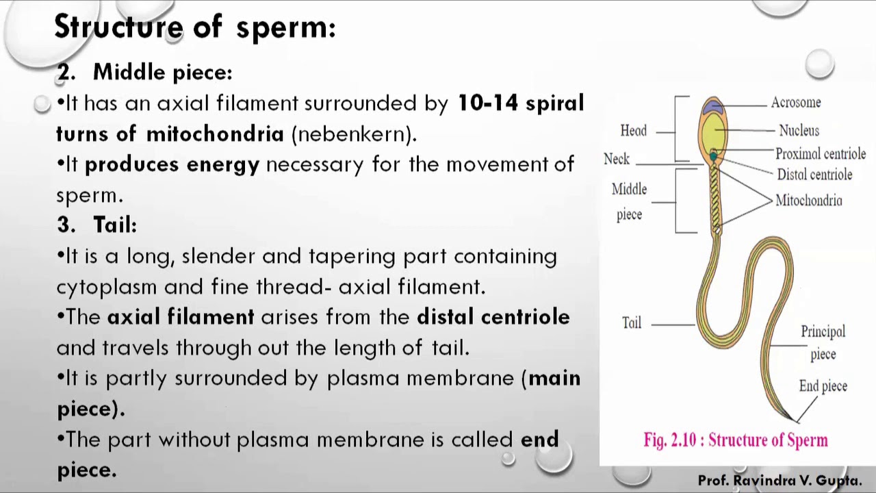 Structure of Sperm ll Male Reproductive System ll 12 th Biology - YouTube