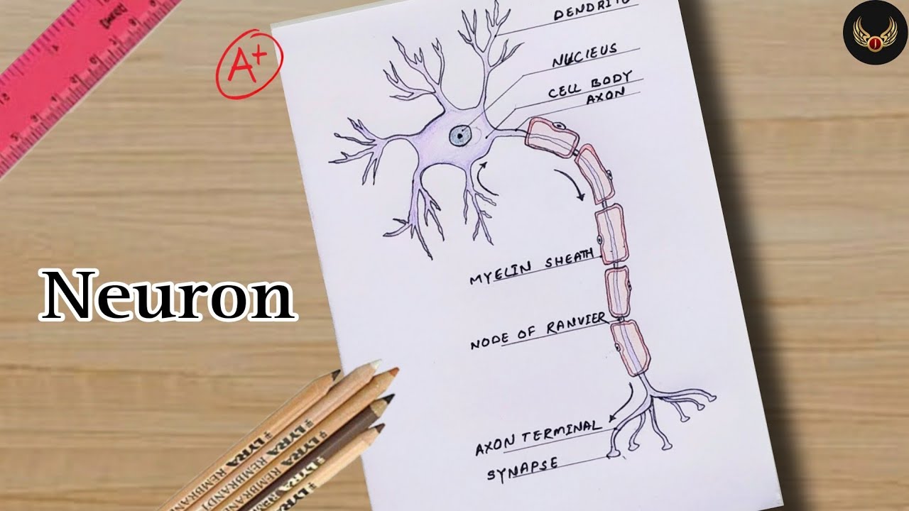 How To Draw NEURON Cell Easy || Draw Nervous System Easy || Structure ...
