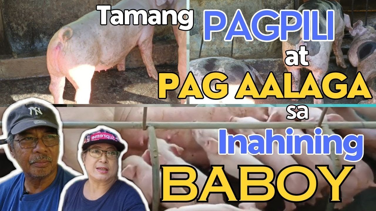 PAANO KAMI PUMILI At MAG-ALAGA ng INAHING BABOY #inahiningbaboy - YouTube