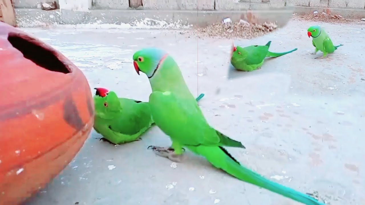 Parrots Dancing | Beautiful Ringneck Pair - YouTube