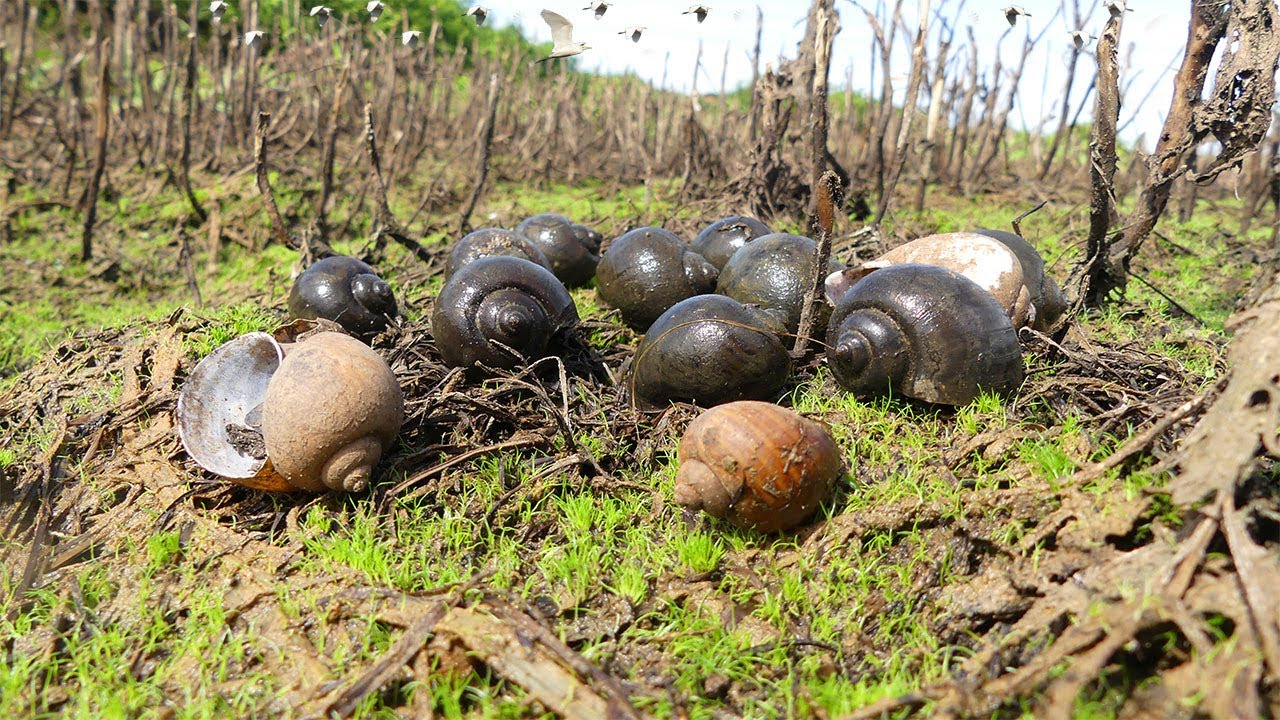 Snail Season coming amazing collage lot of snail and crab by lucky man ...