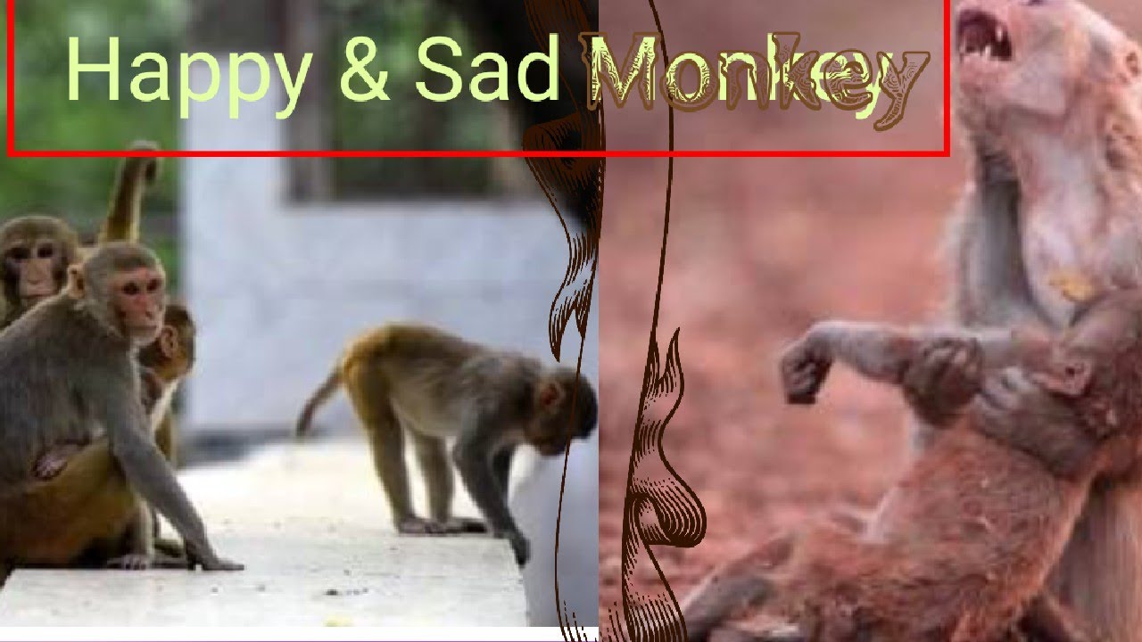 Happy & Sad Monkey - YouTube
