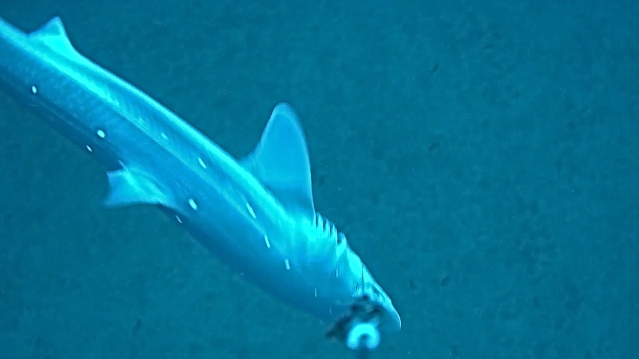Shark Fishing Madness CROATIA (with Underwater cam) - YouTube