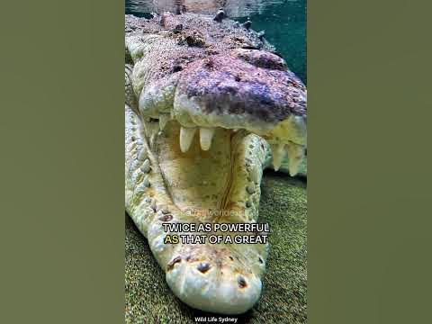 Saltwater Crocodile | Apex Predator of the Waterways #shorts - YouTube